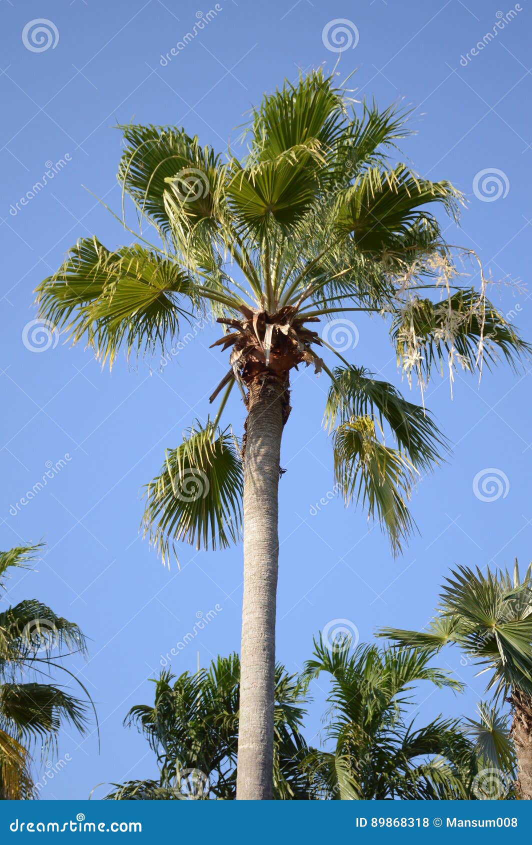 Areca catechu tree stock photo. Image of palm, park, tall - 89868318