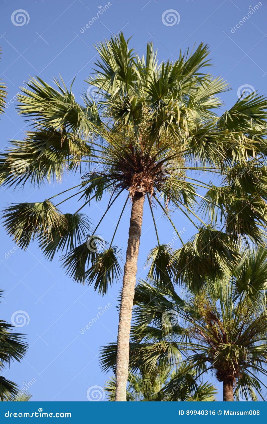 Areca catechu tree stock photo. Image of close, leaf - 89940316