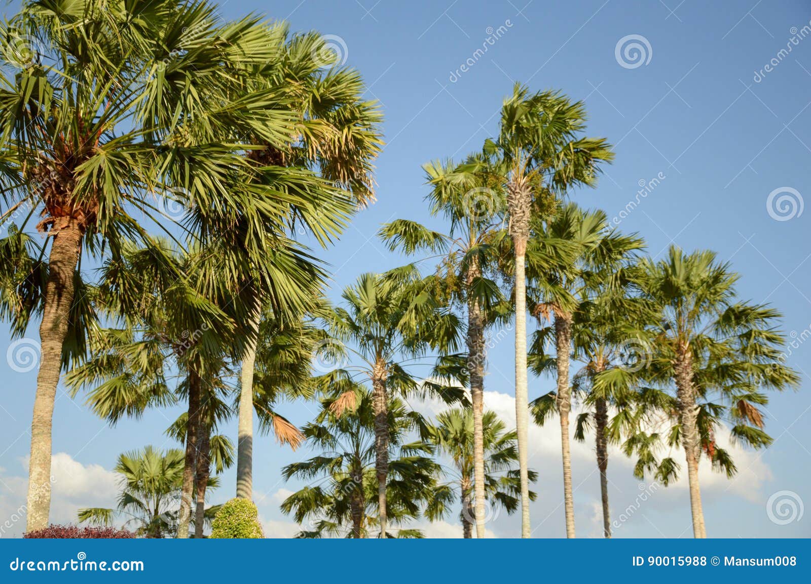 Areca catechu tree stock photo. Image of plant, green - 90015988