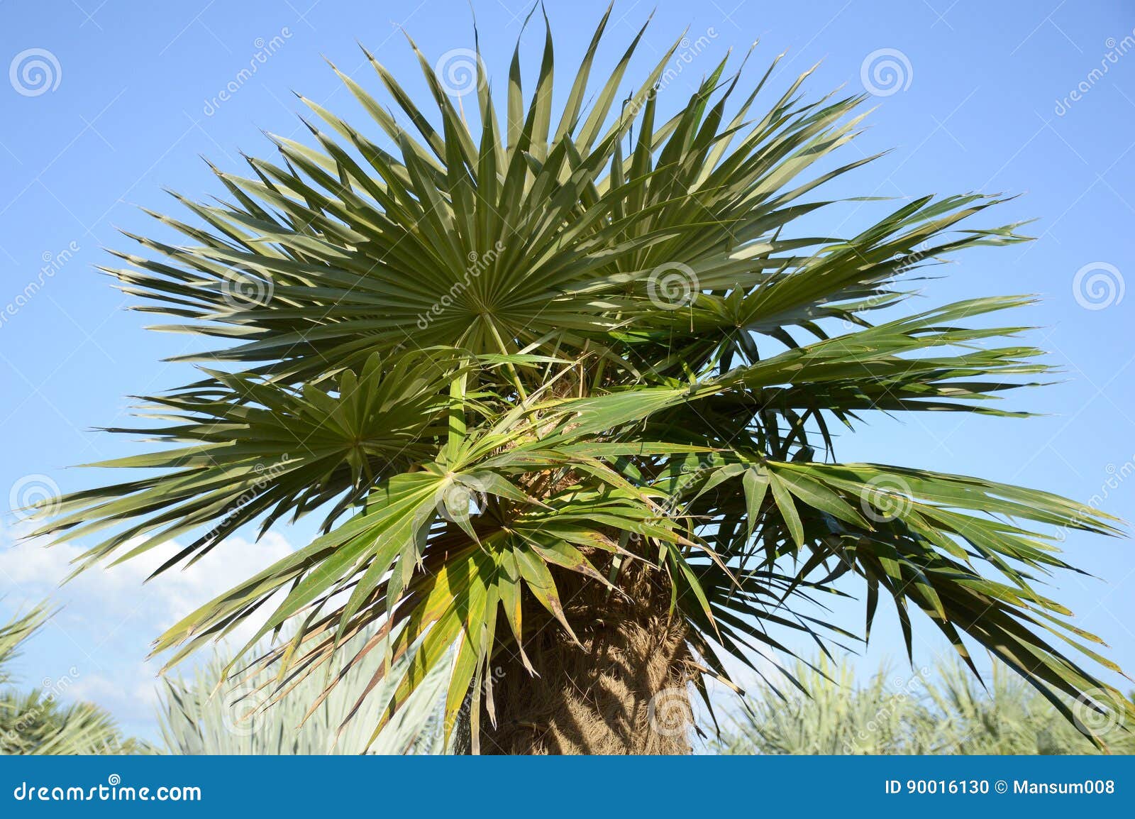 Areca catechu tree stock photo. Image of nature, betel - 90016130