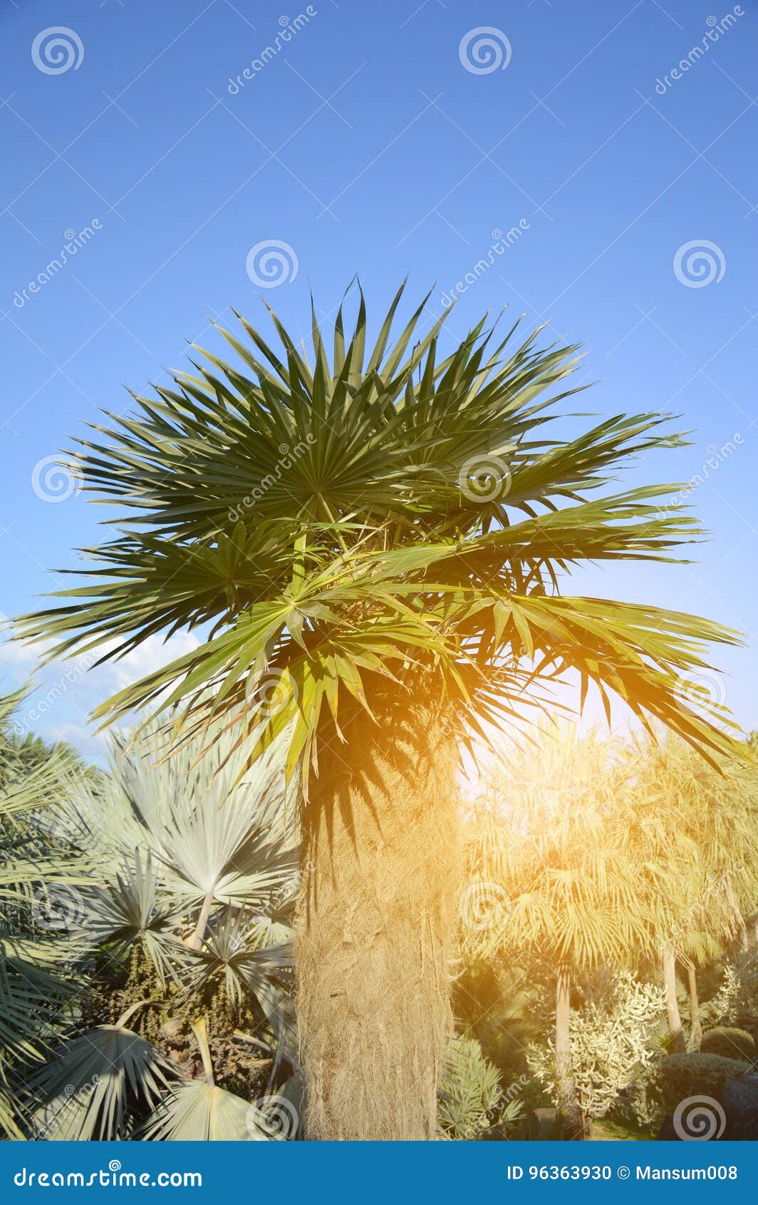 Areca catechu tree stock photo. Image of close, green - 96363930