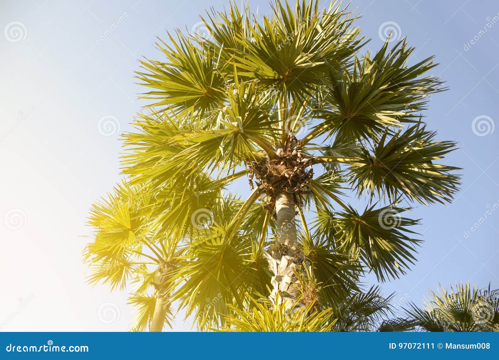 Areca catechu tree stock image. Image of garden, betel - 97072111