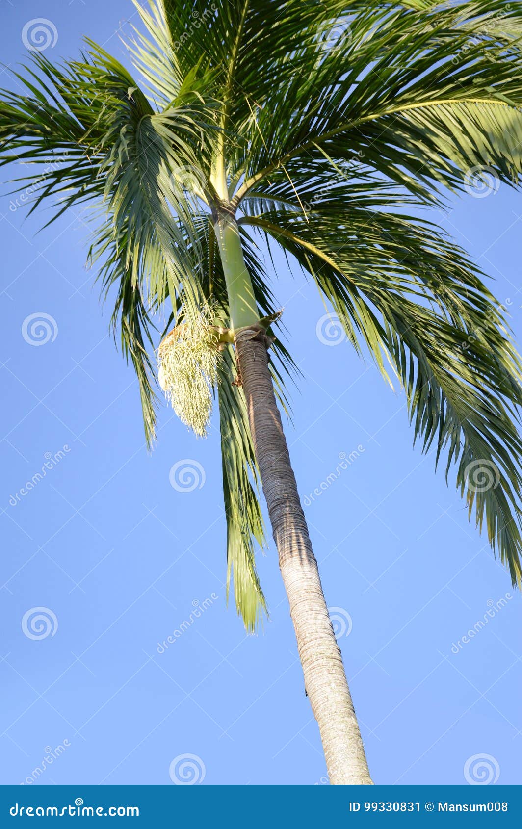 Areca catechu tree stock image. Image of tree, plant - 99330831