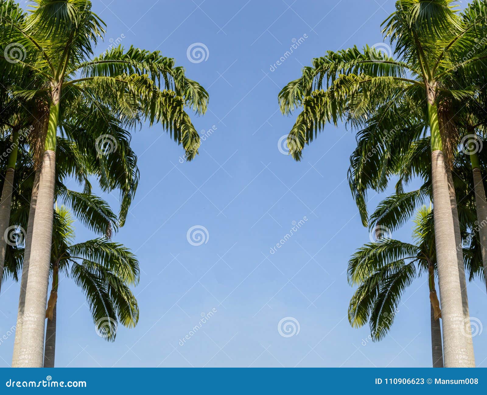 Areca Catechu Tree in Nature Garden Stock Image - Image of green, areca ...