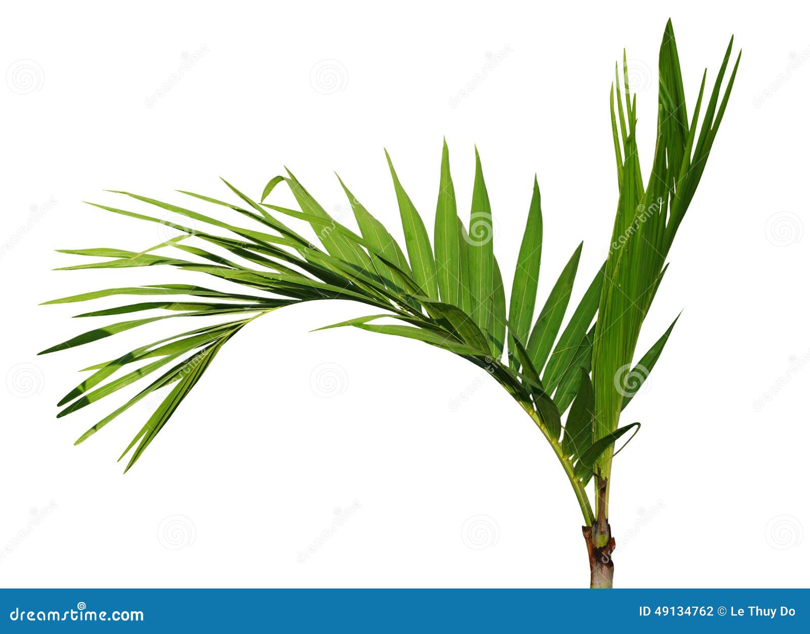 Areca catechu Tree stock photo. Image of tree, green - 49134762