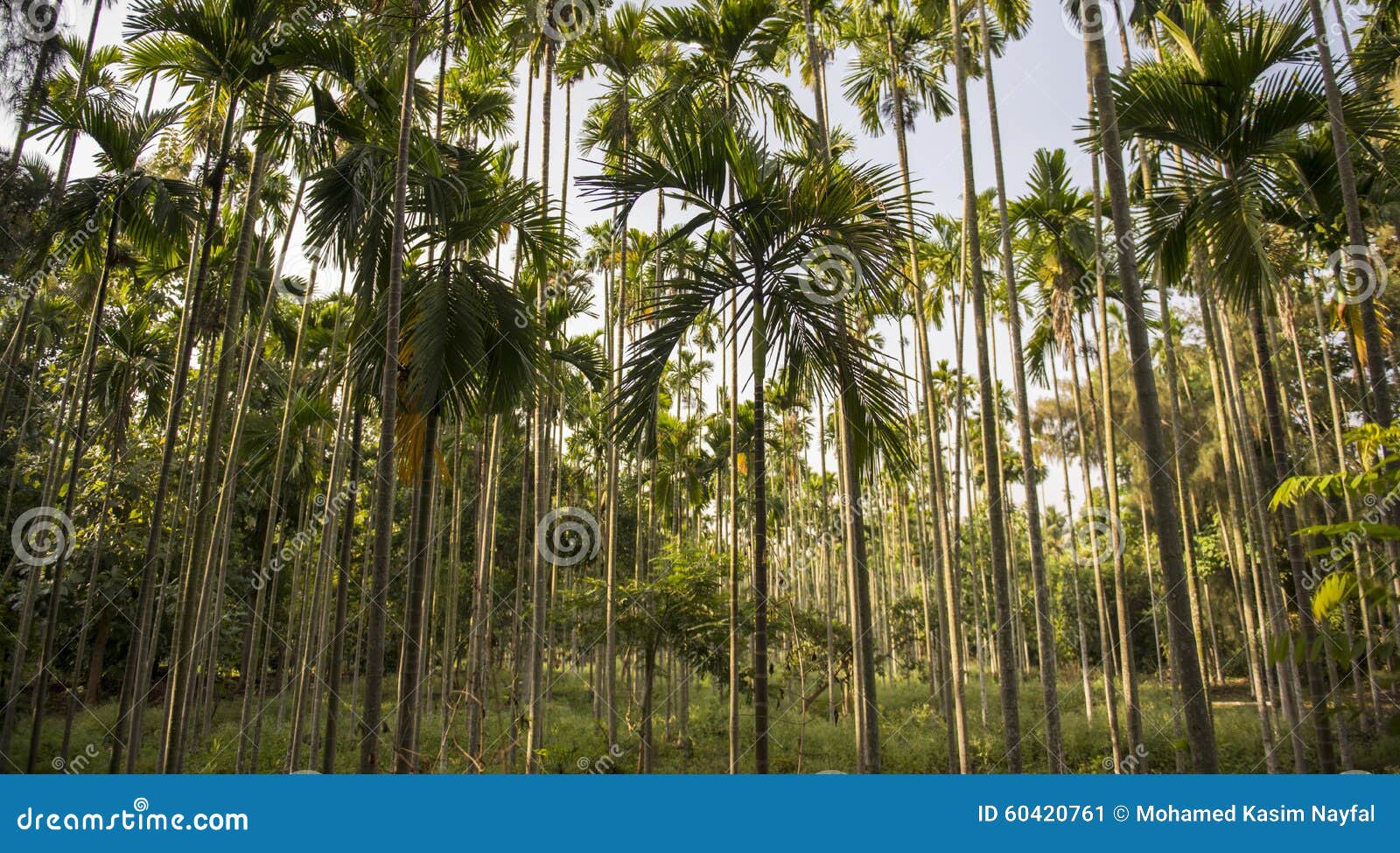 Areca Catechu Tree / Hildegard Puwak Tree Royalty-Free Stock ...