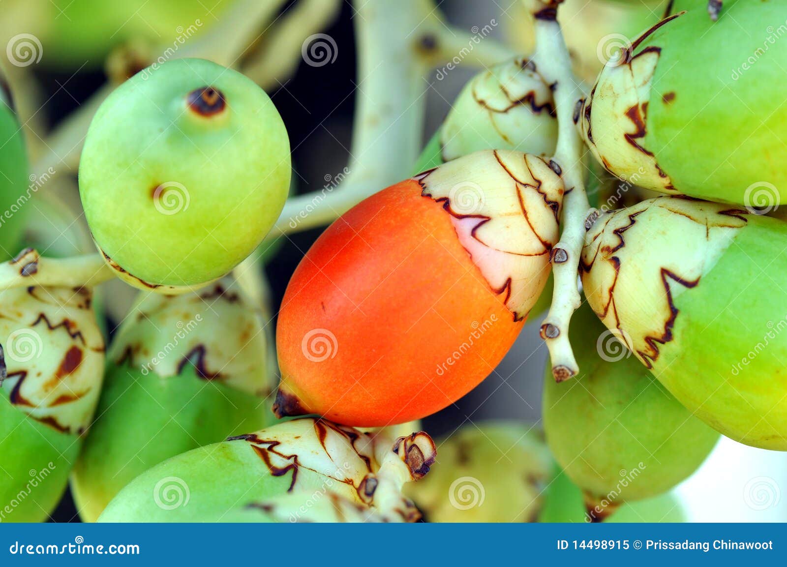 Areca fruit stock image. Image of ripe, food, close, papua - 14498915