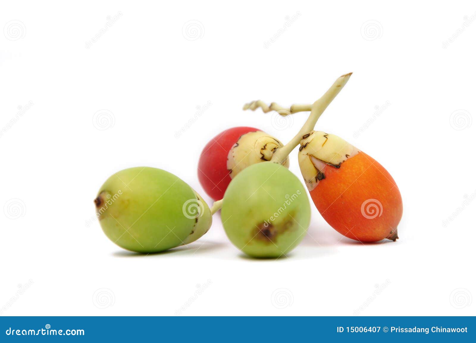 Areca fruit. stock image. Image of oriental, botany, mature - 15006407
