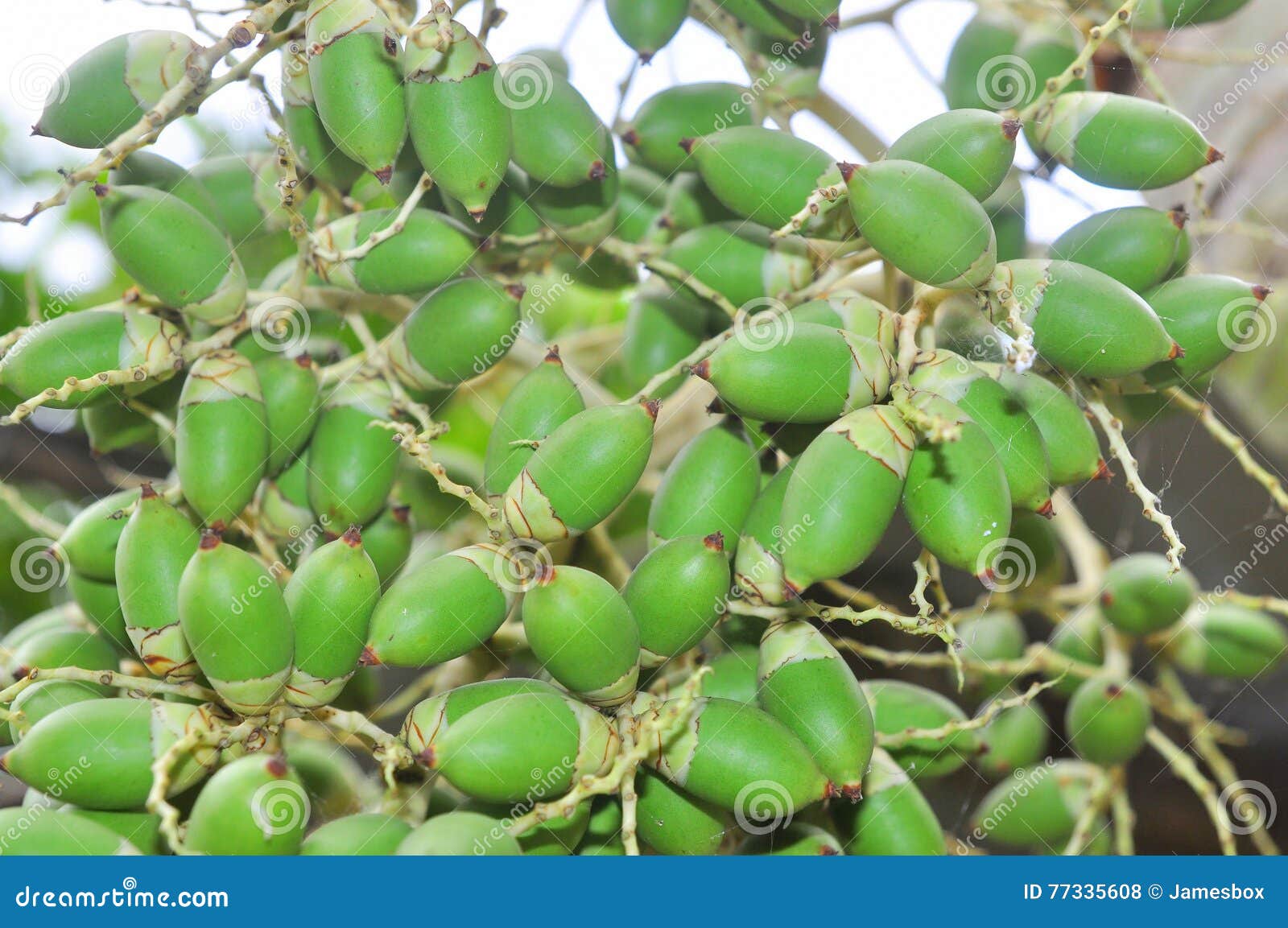 Areca fruit in the tree stock photo. Image of fruit, branch - 77335608