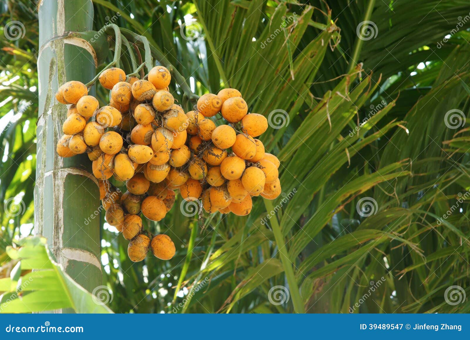Areca fruits stock image. Image of ripe, catenut, food - 39489547