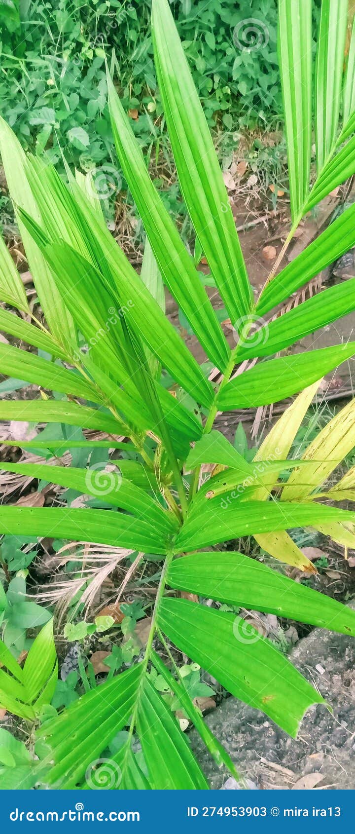 Areca Leaf Has a Fairly Number of Leaves between 7-10 Strand on Each ...