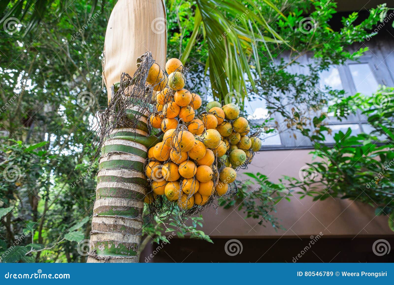 Areca nut or Areca catechu stock image. Image of asia - 80546789