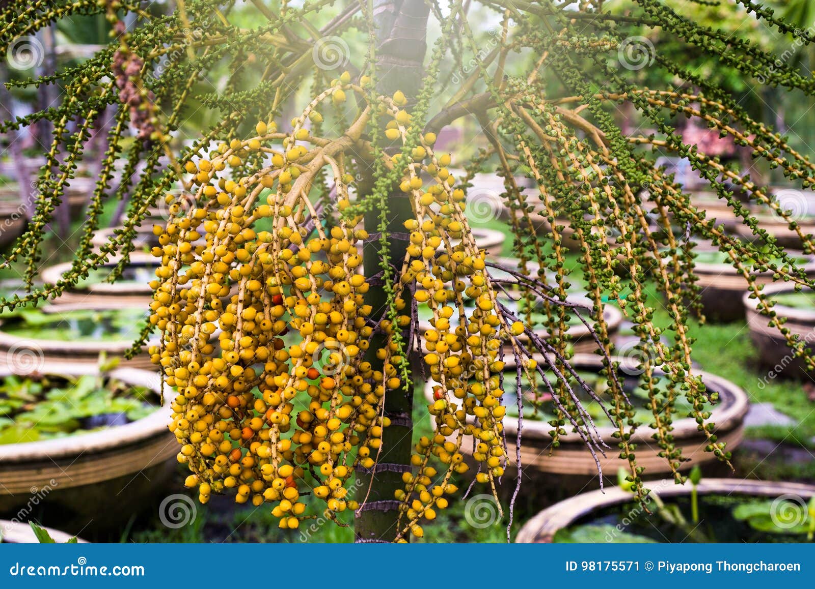 Areca Nut or Areca Catechu on Tree Stock Image - Image of healthy ...