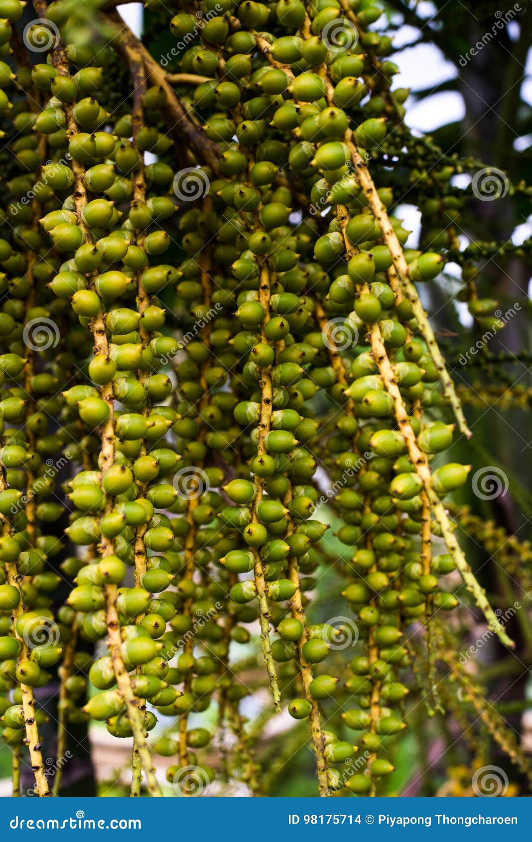 Areca Nut or Areca Catechu on Tree Stock Photo - Image of agriculture ...