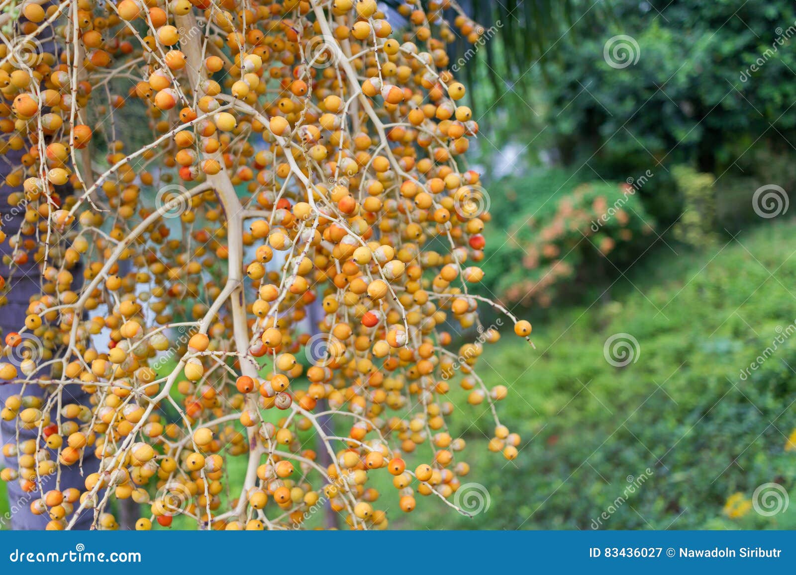 Areca Nut from Areca Palm Medium Shot Stock Image - Image of natural ...