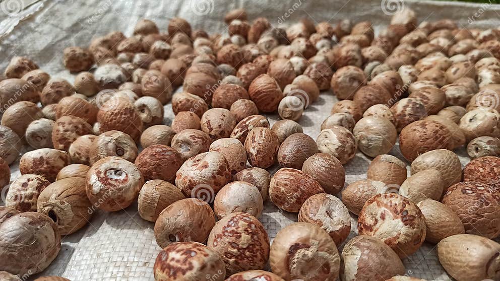 Areca Nut that is Being Dried, in General it is Still Done Manually or ...
