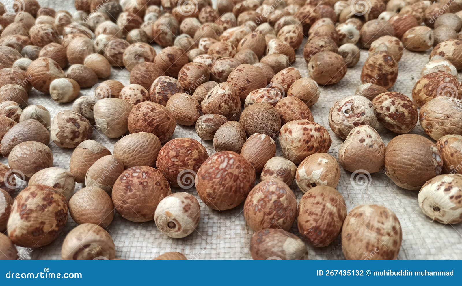Areca Nut that is Being Dried, in General it is Still Done Manually or ...