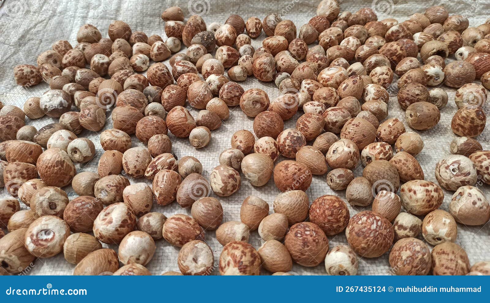 Areca Nut that is Being Dried, in General it is Still Done Manually or ...