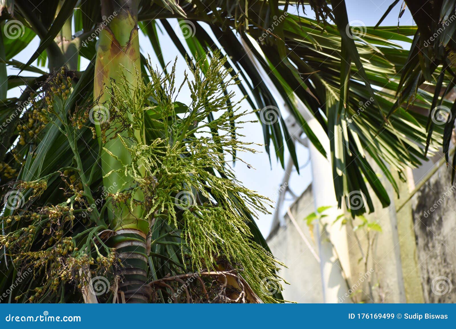 Areca Nut or Betel Nut Flower and Fruit on the Tree. the Areca Nut is ...