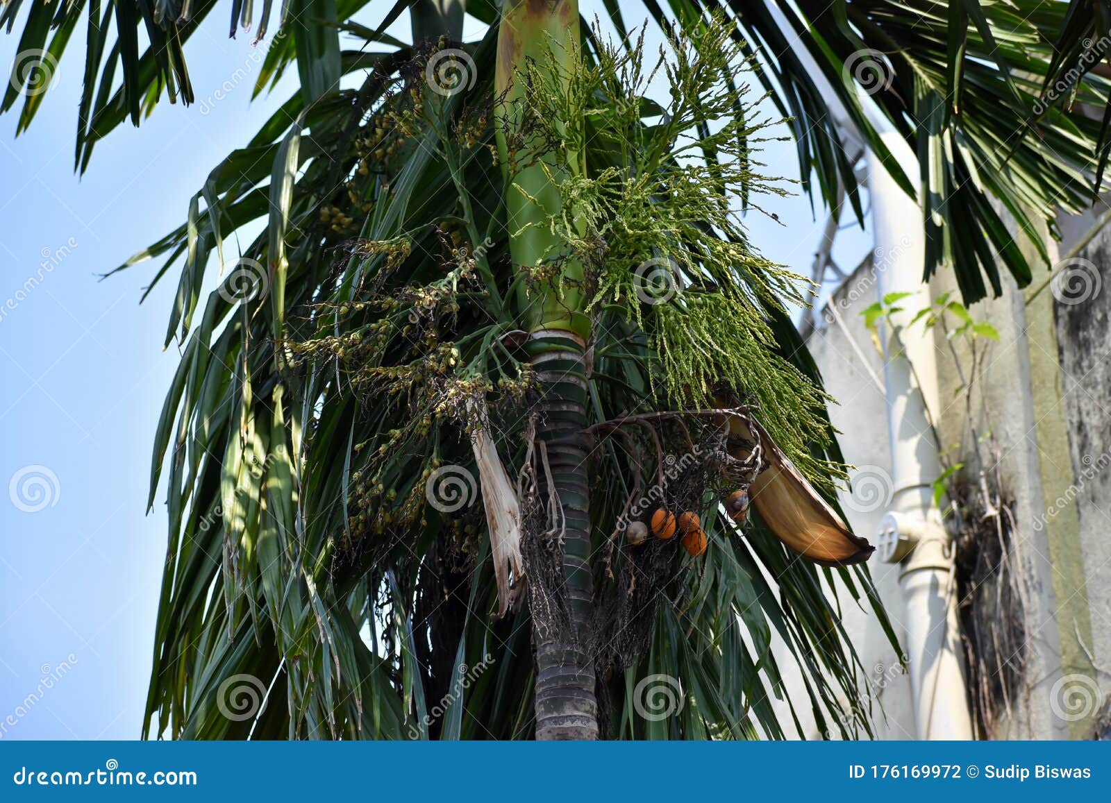 Areca Nut or Betel Nut Flower and Fruit on the Tree. the Areca Nut is ...