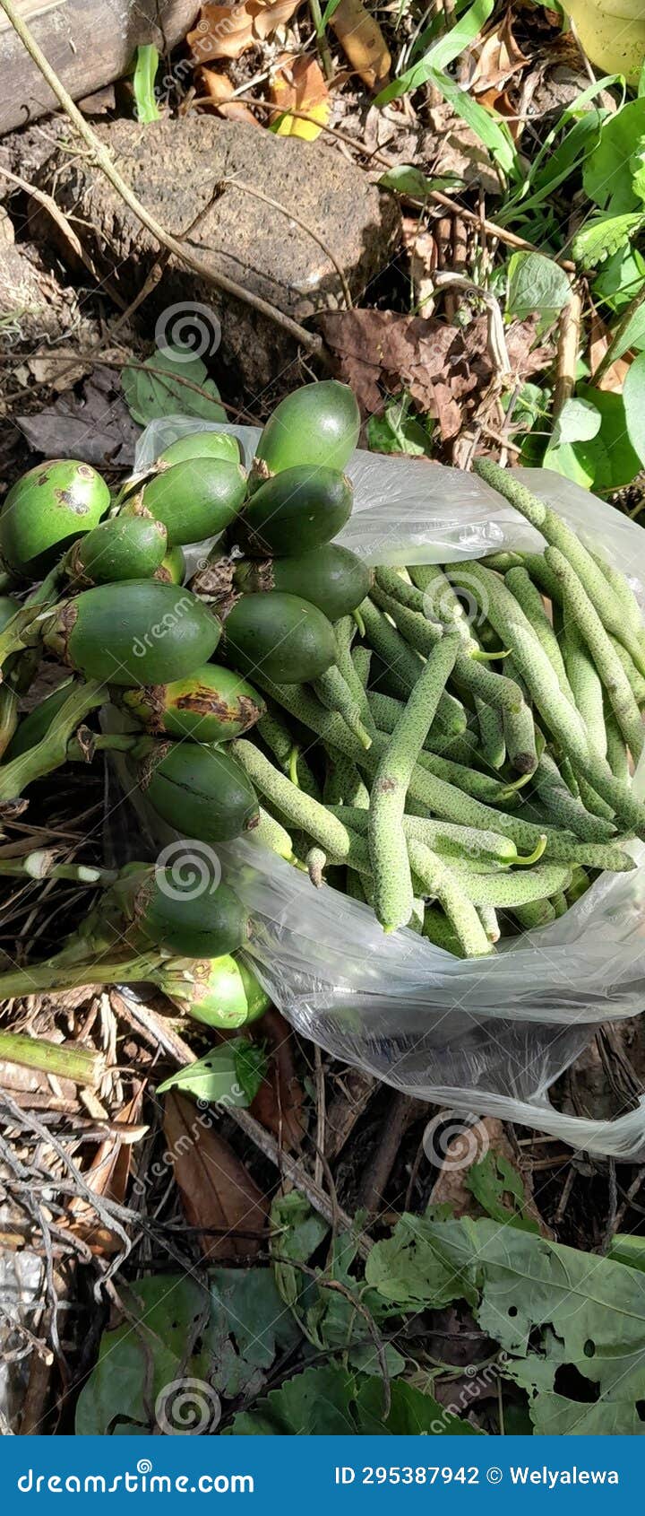 Betel Nut Fruit Spread To Dry Outside Royalty-Free Stock Image ...