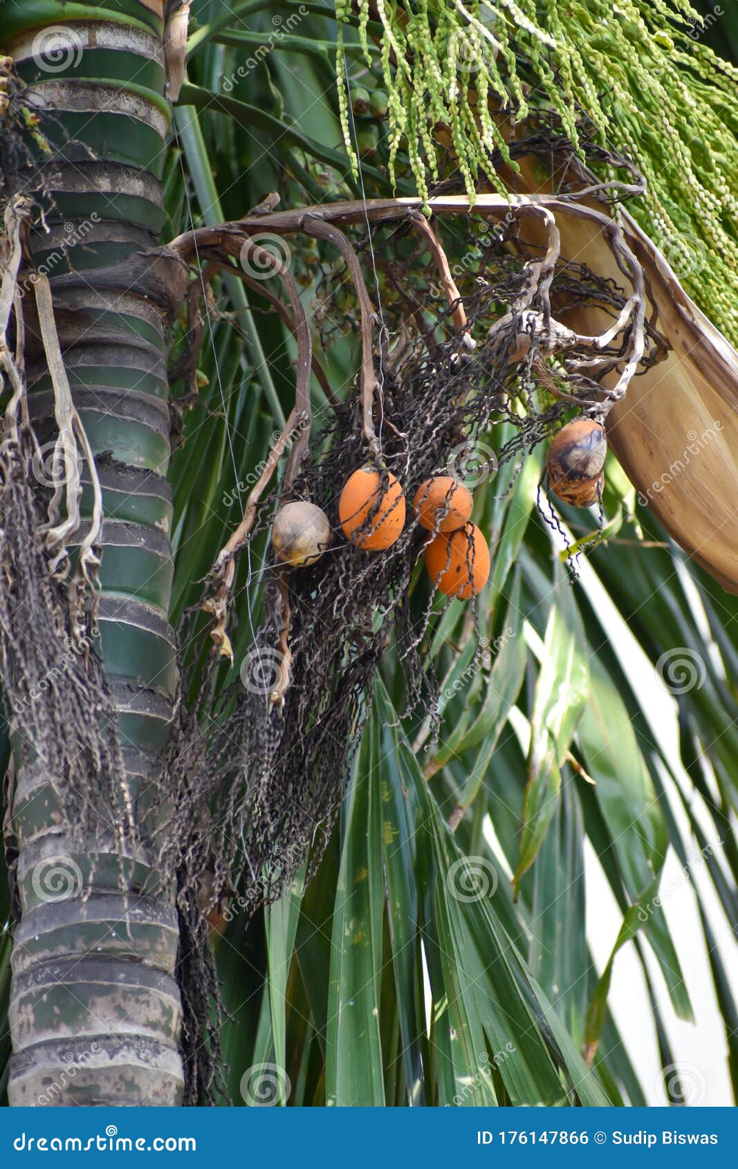 Areca Nut or Betel Nut Flower and Fruit on the Tree. the Areca Nut is ...
