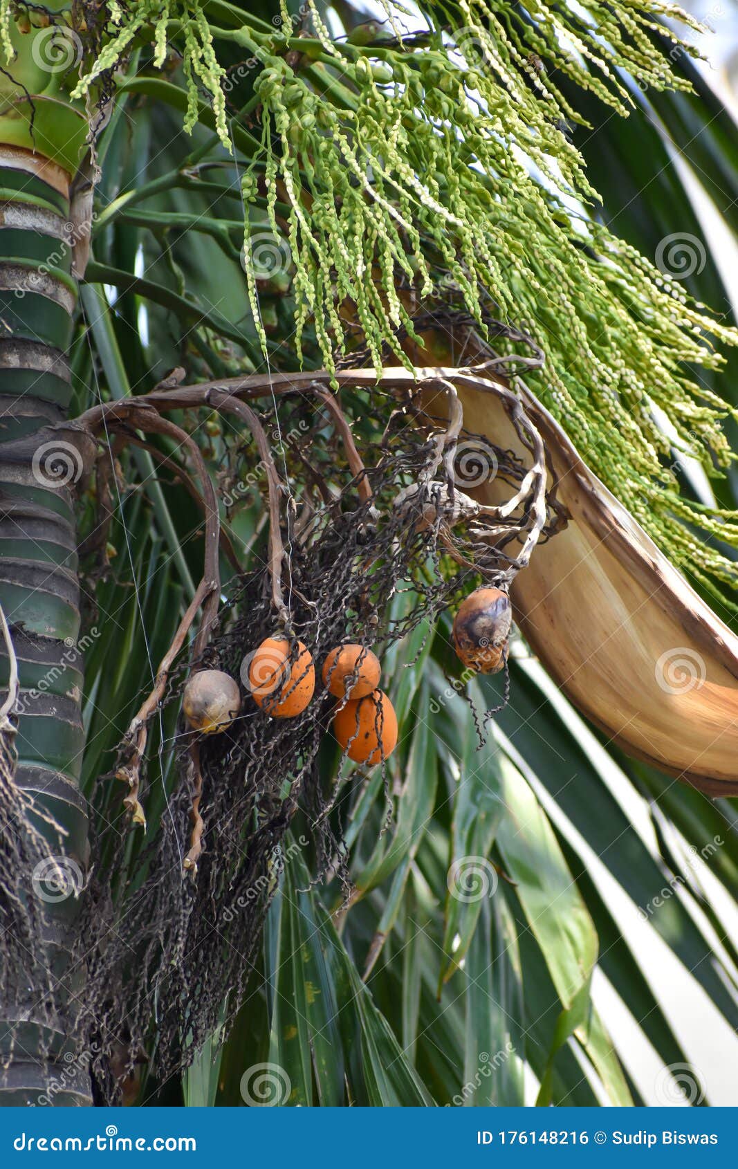 Areca Nut or Betel Nut Flower and Fruit on the Tree. the Areca Nut is ...