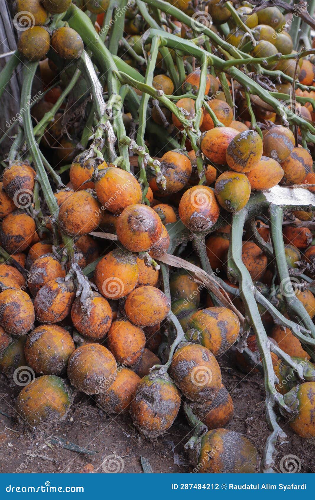 Orange Betel Nuts Or Areca Catechu Nut Fruit Bunches In Its Palm Tree ...