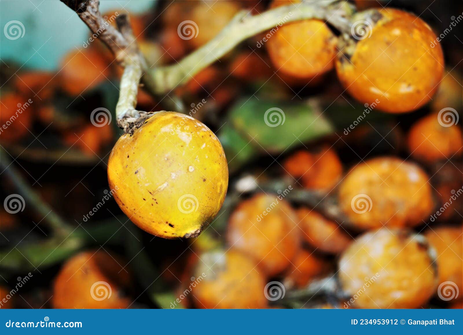 Areca Nut or Areca Catechu or Betel Nut Stock Photo - Image of detail ...