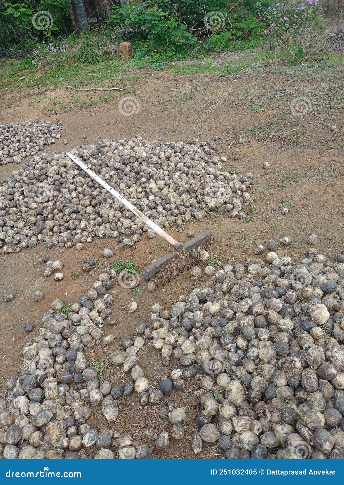 Areca Nut Drying Process in Farm Stock Image - Image of areca, flooring ...