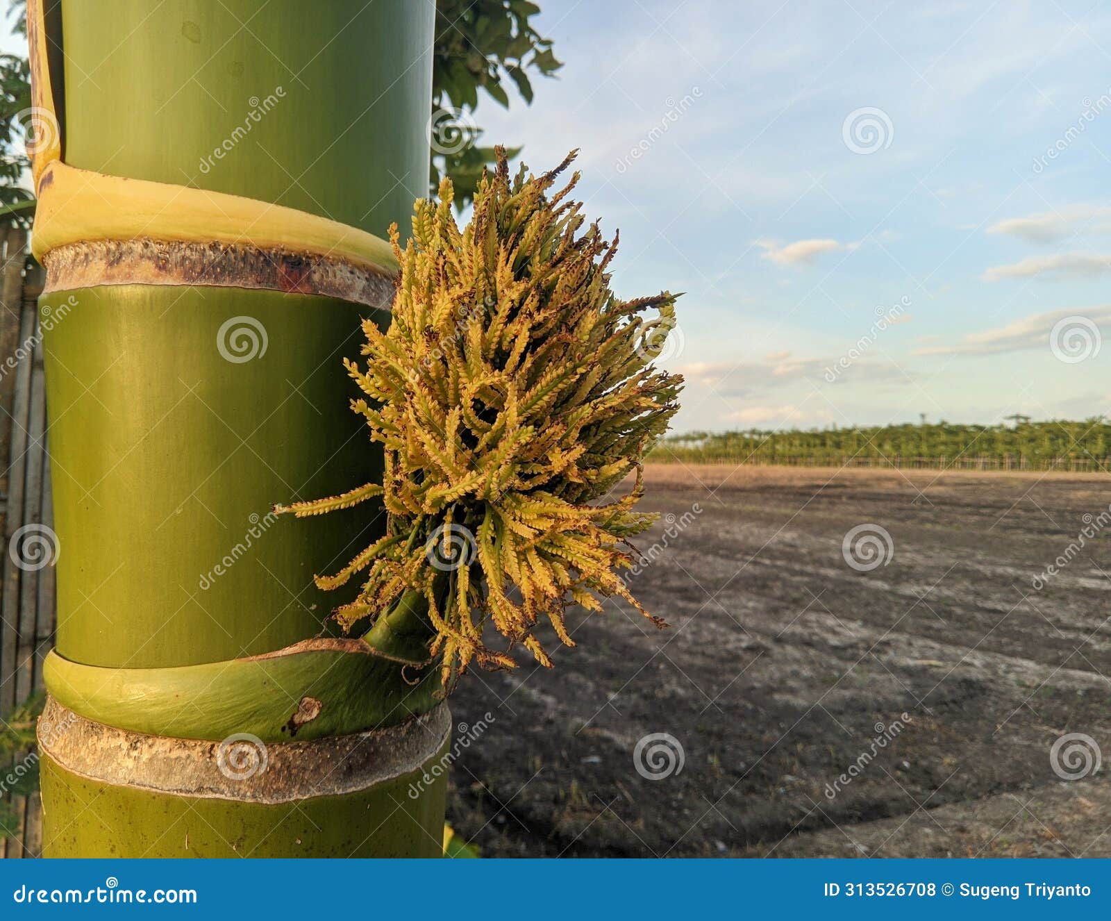 Areca Nut Flowers or Betel Nut Flowers are Attached To Tree Trunks ...