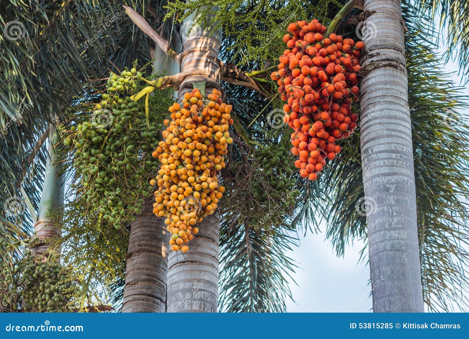 Areca nut palm stock image. Image of seed, nature, fresh - 53815285
