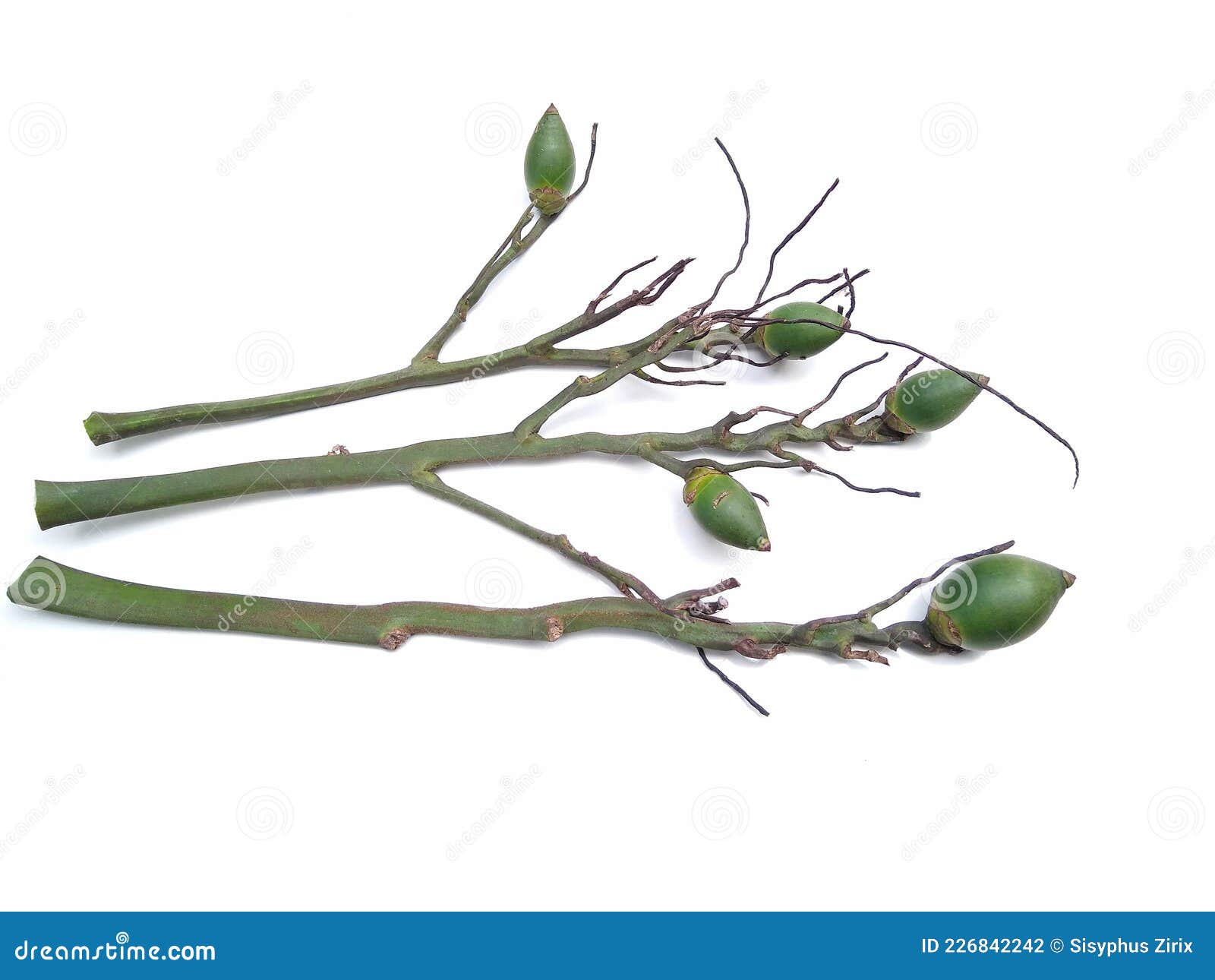 Areca Nut is the Seed of TheÂ arecaÂ palm (Areca Catechu) Isolated on ...