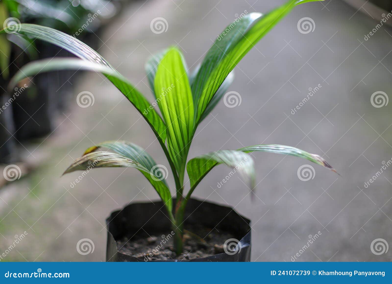 Areca Nut Seedling with Selective Focus Stock Image - Image of palm ...