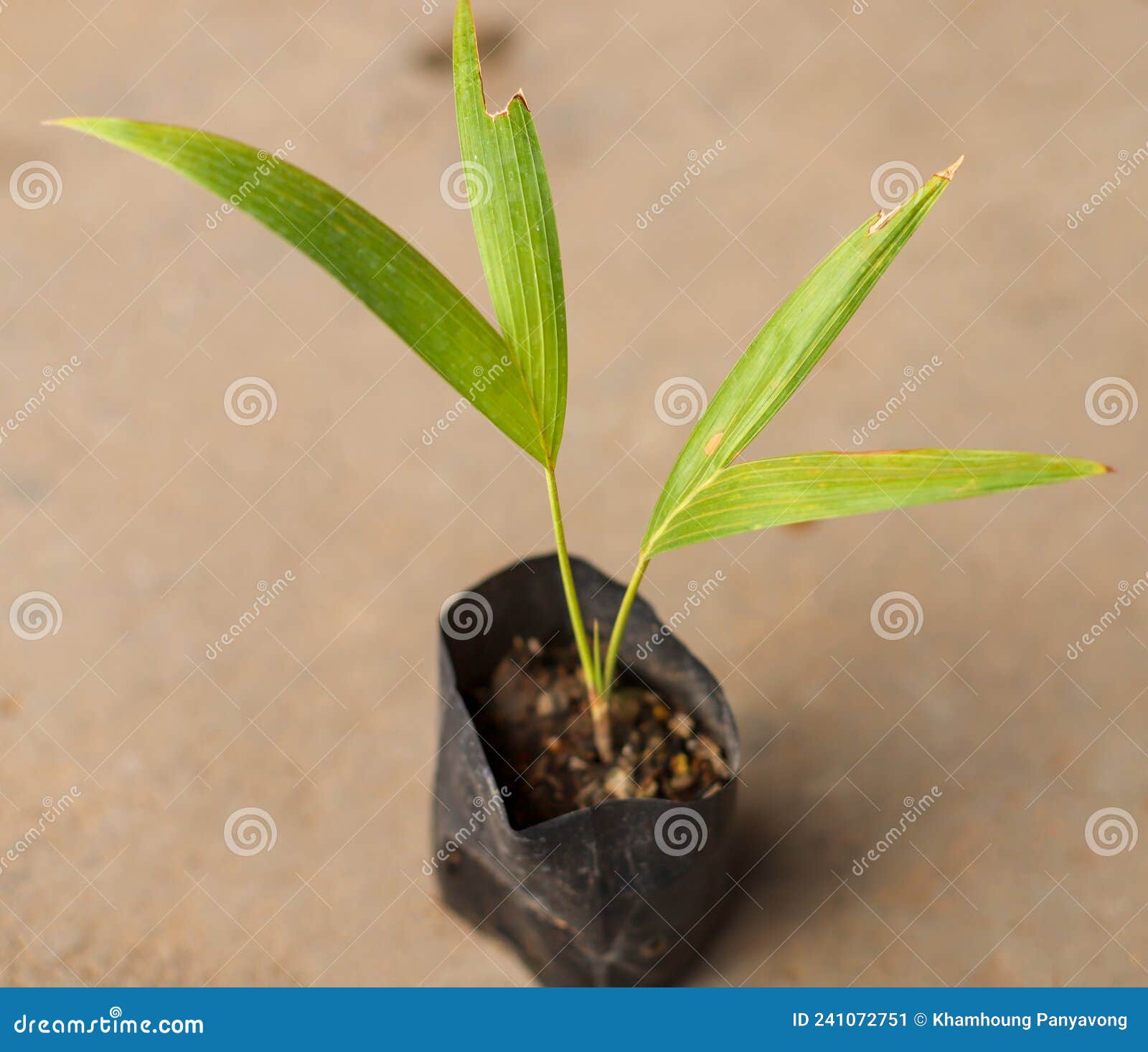 Areca Nut Seedling with Selective Focus Stock Image - Image of areca ...