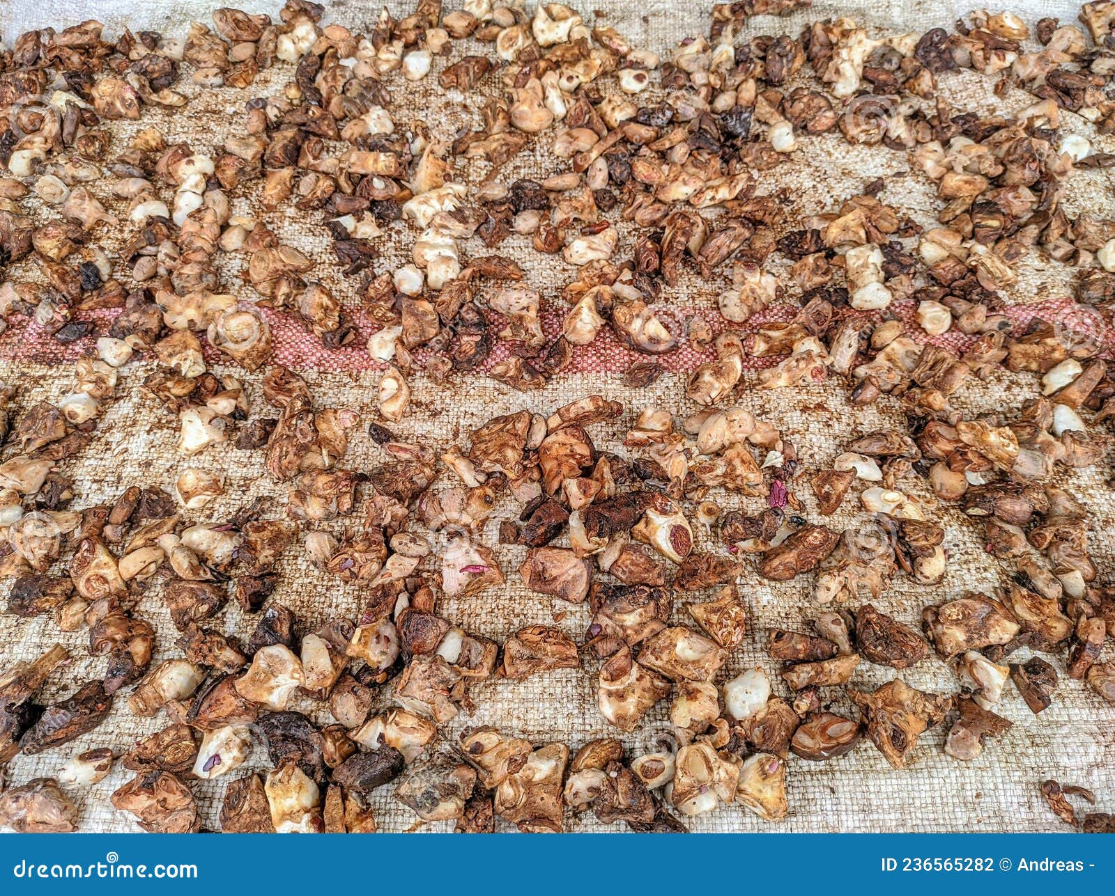 Areca Nut Seeds that are Being Dried in the Sun To Dry Stock Photo ...