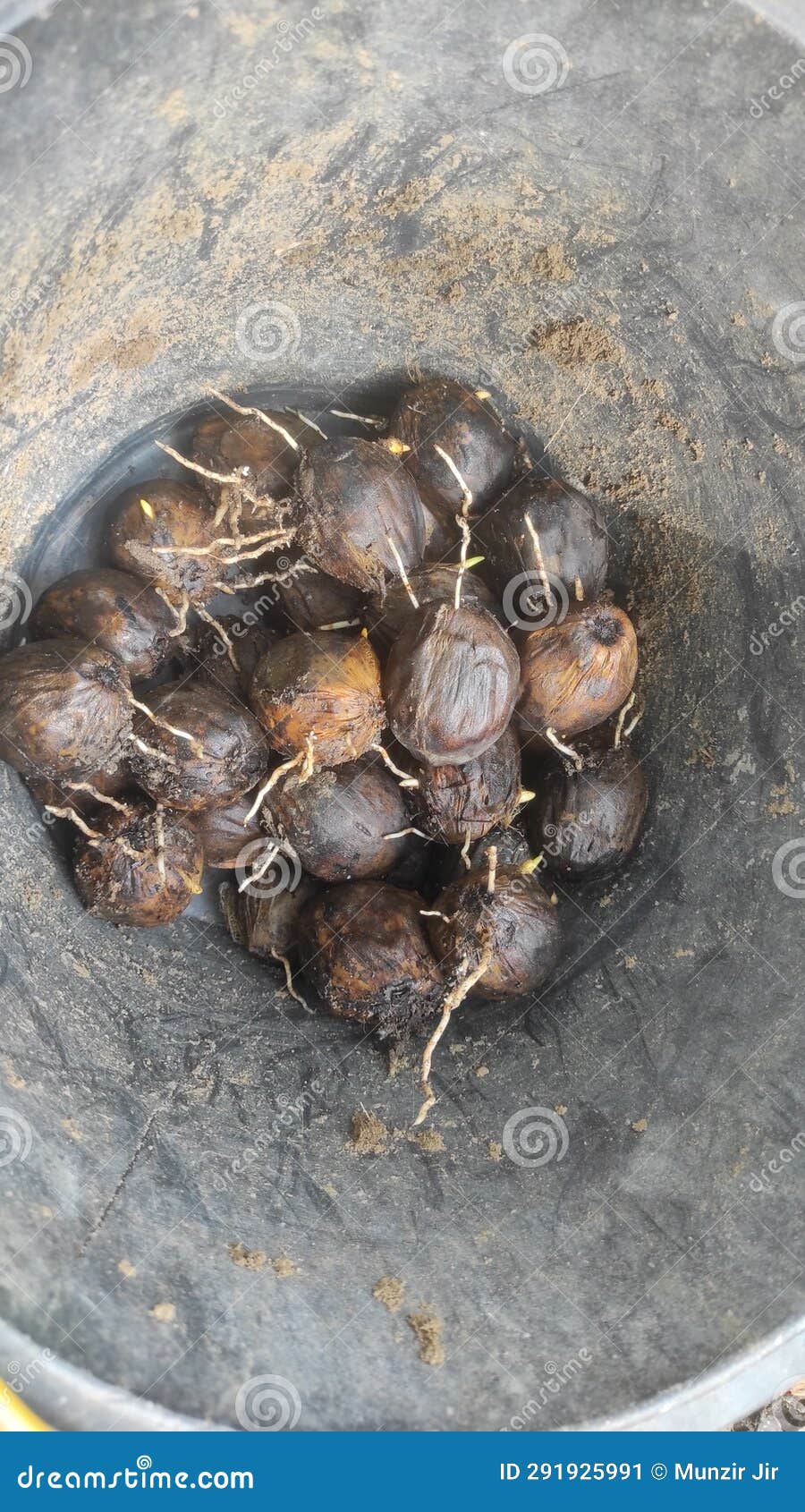 Areca Nut Seeds that Have Grown Shoots and Roots Stock Image - Image of ...
