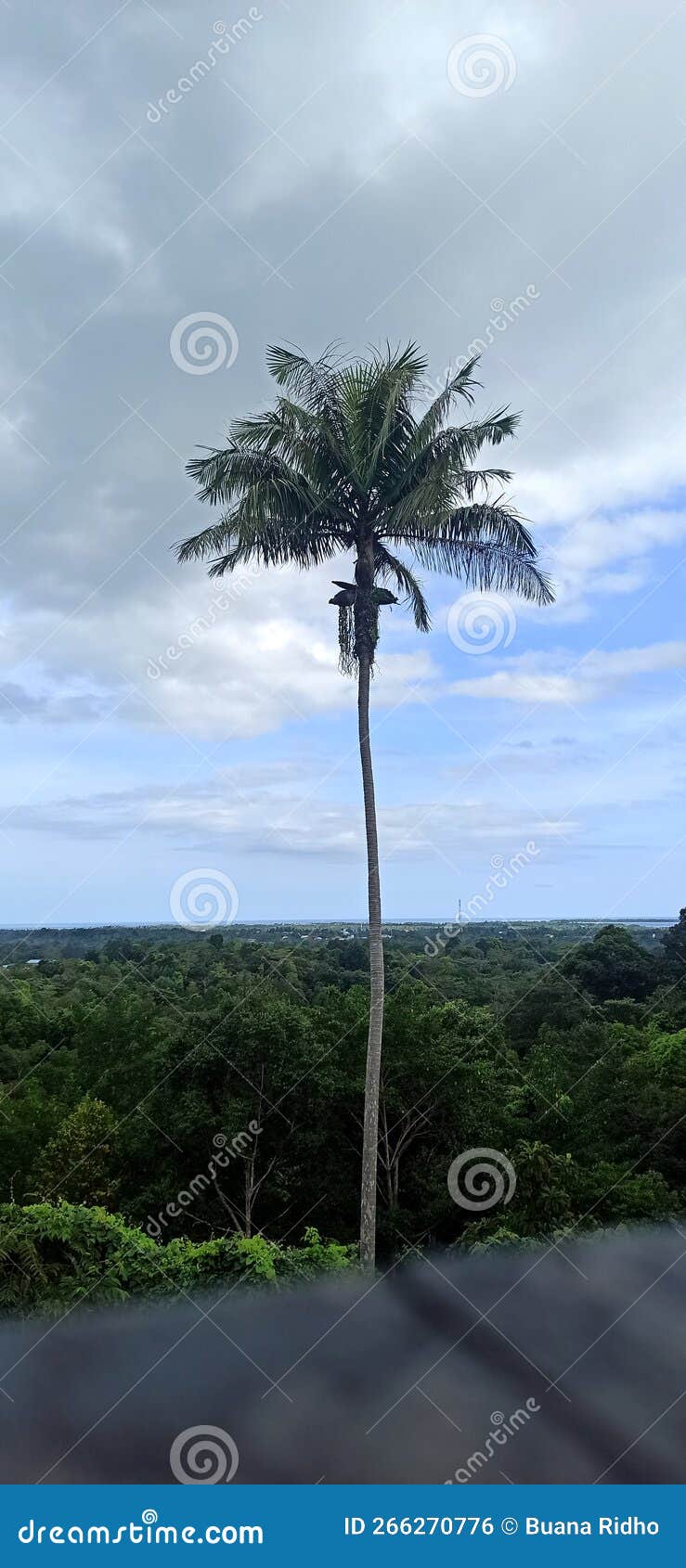 The Areca Nut Tree on the Arai Hill Stands Firmly in the Afternoon ...