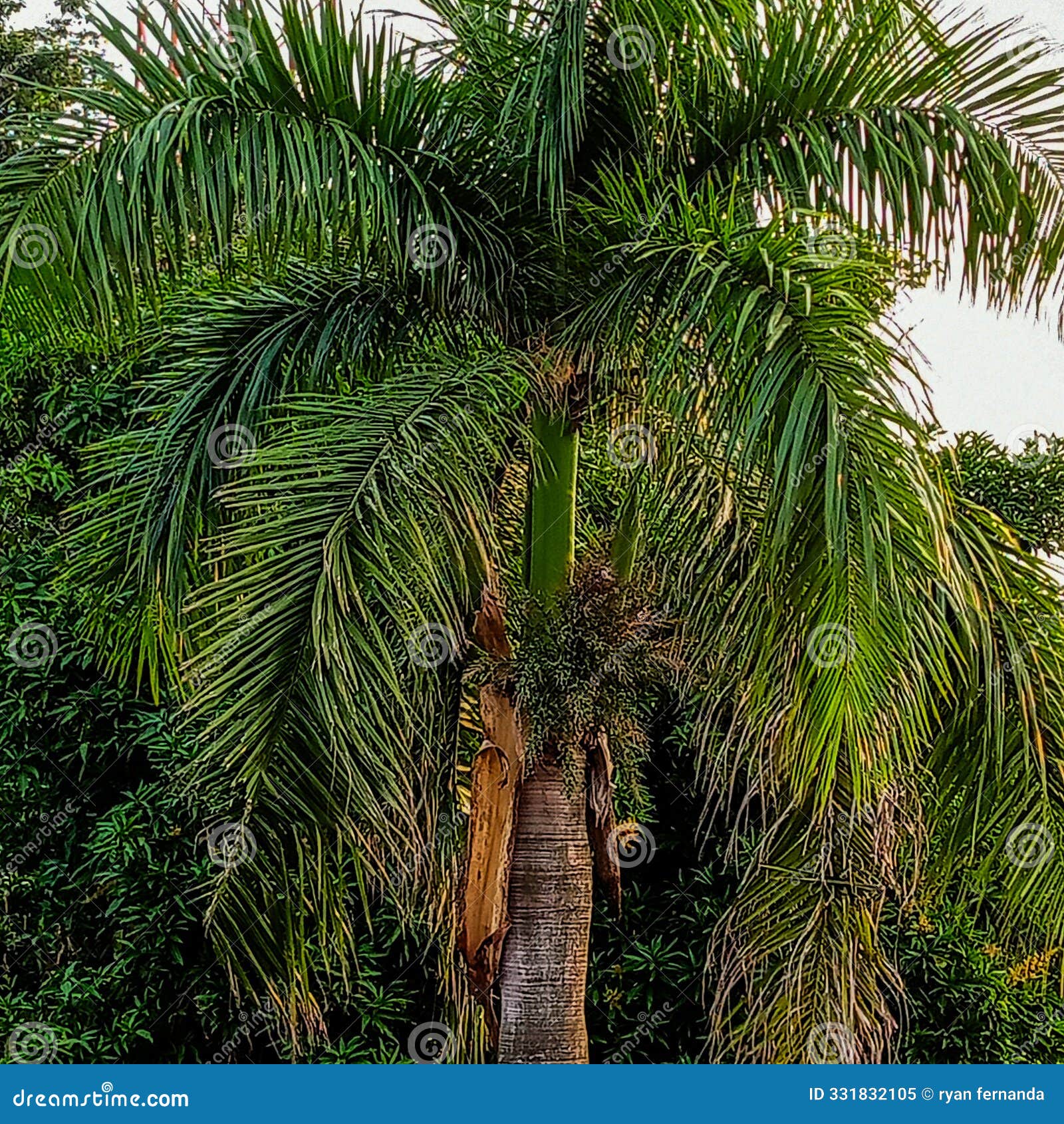 The Areca Nut Tree is Bearing Fruit and There are Leaves Behind it ...