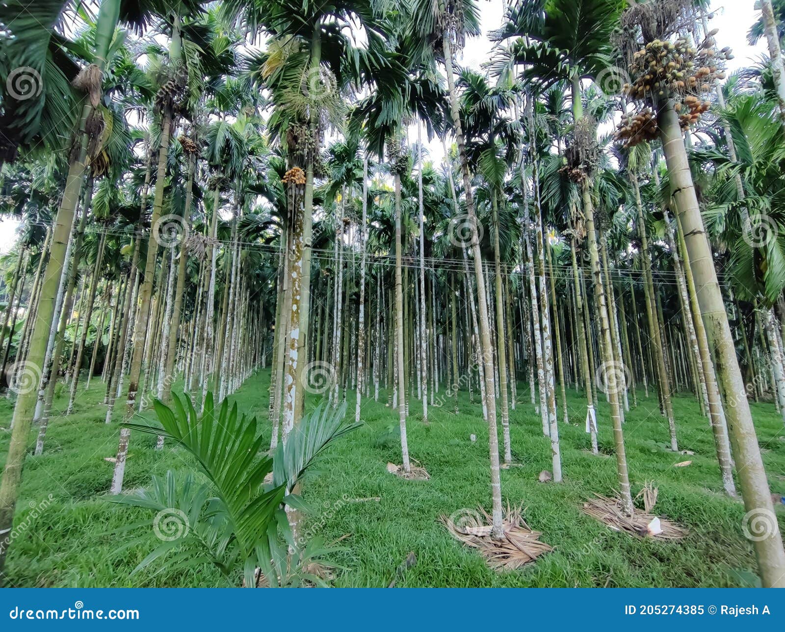 Areca Nut Tree Plantation in a Meadow Stock Image - Image of outdoor ...