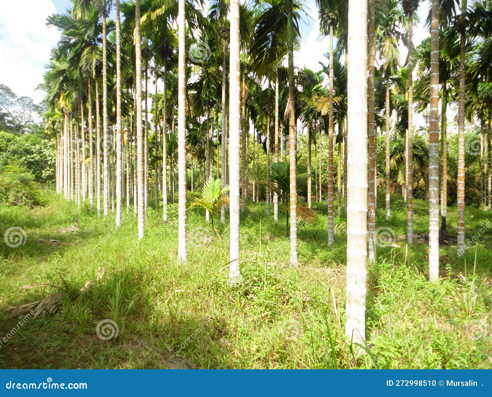 Areca_nut_trees stock photo. Image of leaf, plantation - 272998510