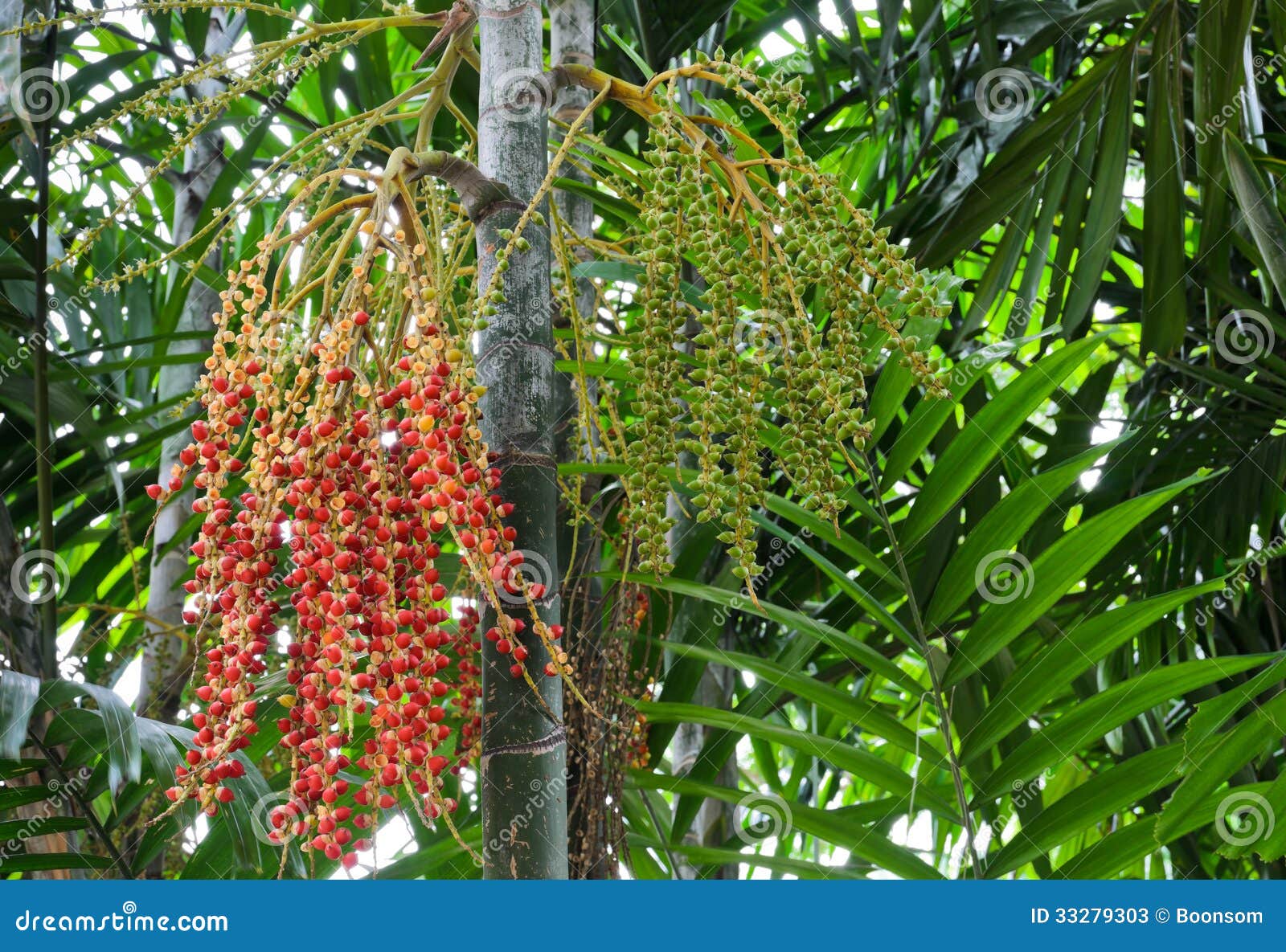 Areca nut stock image. Image of color, areca, green, bunch - 33279303