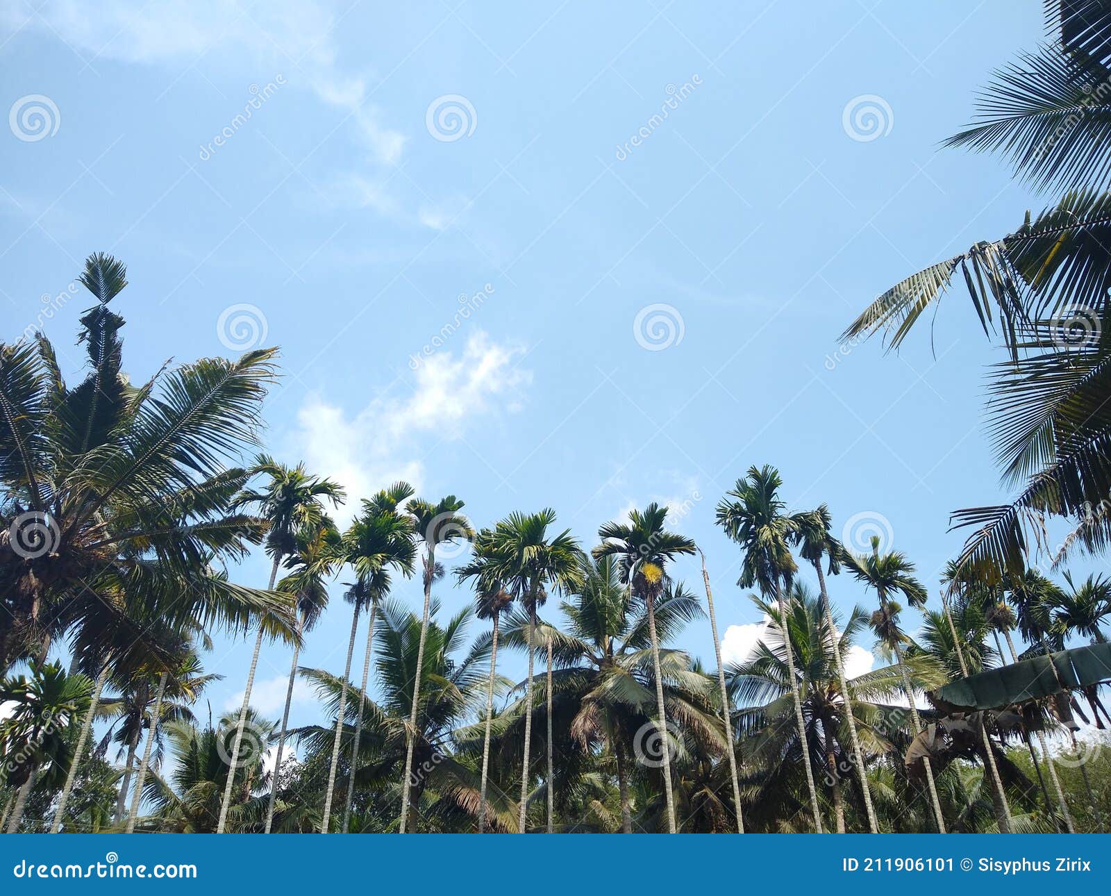 Areca Palm (Areca Catechu) Tree Stock Image - Image of agriculture ...