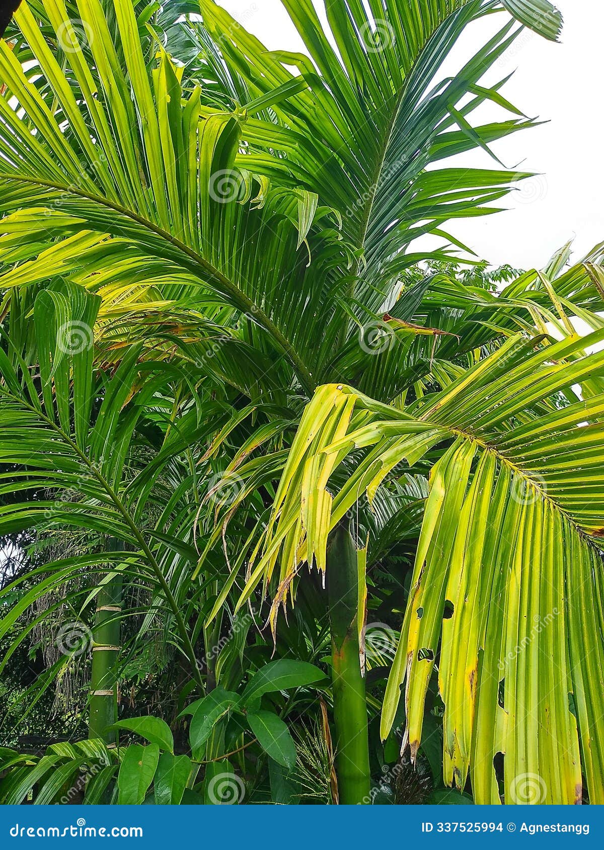 Areca palm stock photo. Image of areca, leaf, palm, yellow - 337525994