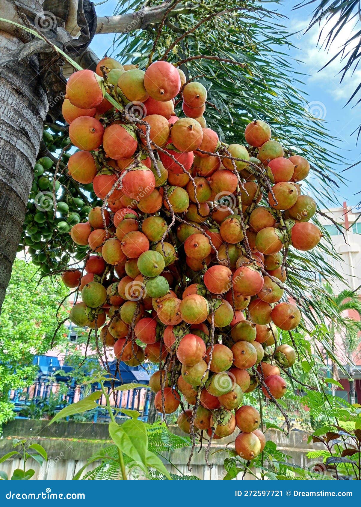 The Areca Palm is Bearing a Lot of Fruit Editorial Photo - Image of ...