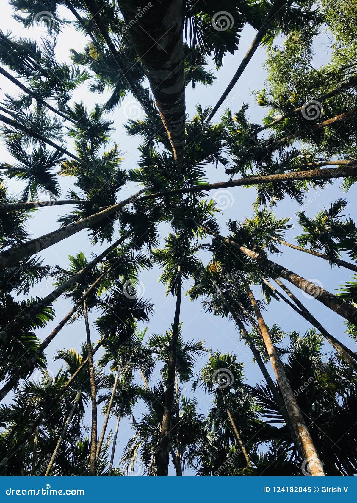 Areca palm stock image. Image of treeindian, palm, betel - 124182045