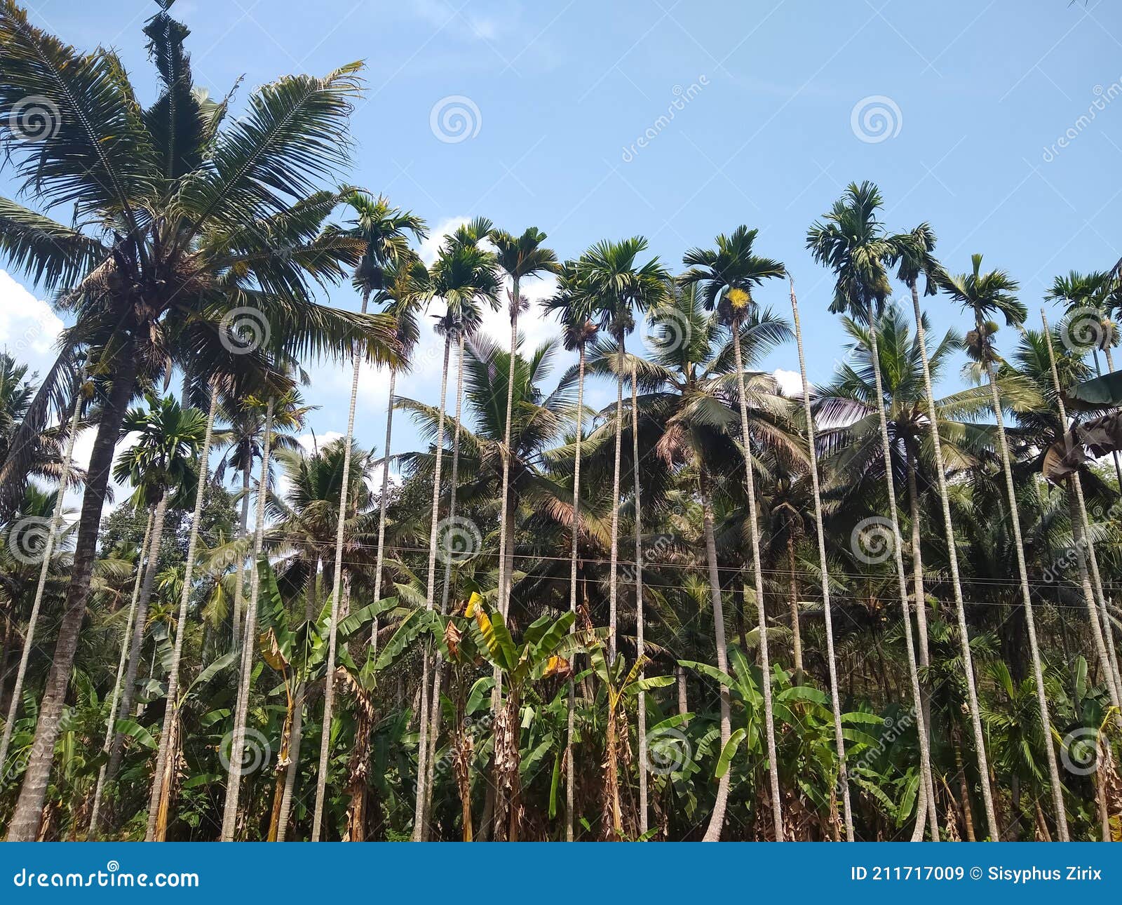 Areca Palm (Areca Catechu) Tree Stock Image - Image of field ...
