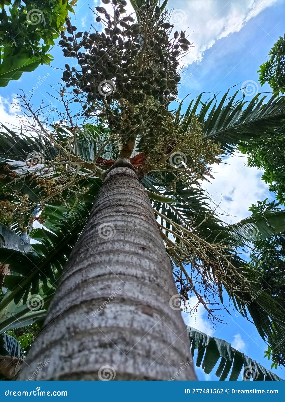 Areca Palm and Its Fruit are Still Young Stock Photo - Image of trunk ...