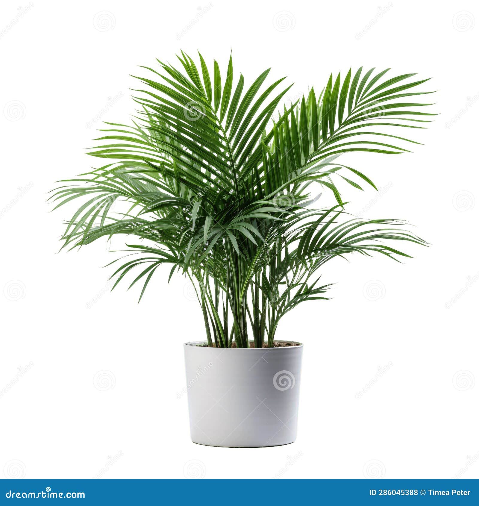 Areca Palm in a Pot Isolated on White Background Stock Photo - Image of ...