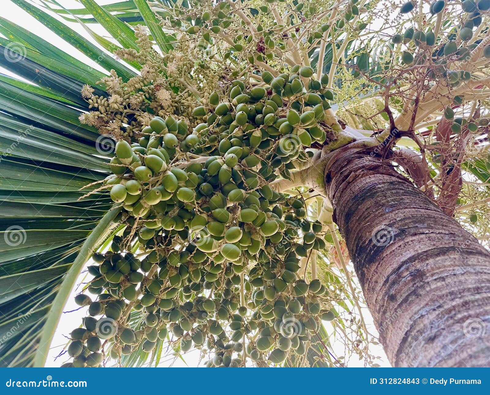 Areca palm trees stock image. Image of agriculture, areca - 312824843